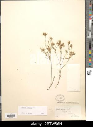 Crepis elegans Hook Crepis elegans Hook Stock Photo - Alamy