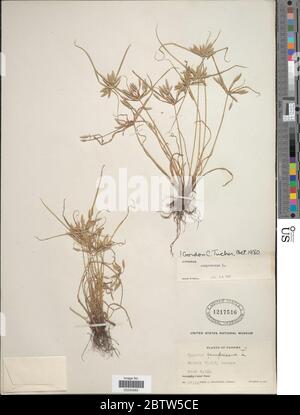 Cyperus compressus L Cyperus compressus L Stock Photo - Alamy