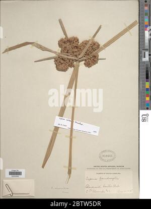 Cyperus virens Michx Stock Photo - Alamy