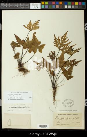 Doryopteris pedata L Fe Stock Photo - Alamy
