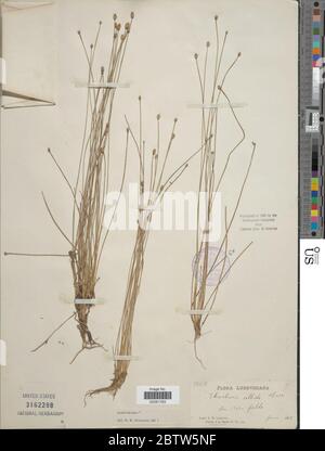 Eleocharis albida Torr Eleocharis albida Torr Stock Photo - Alamy