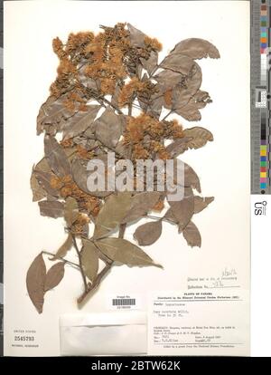 Inga punctata Willd Inga punctata Willd Stock Photo - Alamy