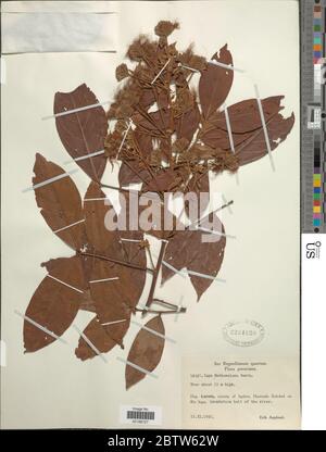 Inga nobilis subsp nobilis Stock Photo - Alamy