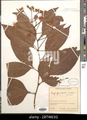 Inga punctata Willd Inga punctata Willd Stock Photo - Alamy