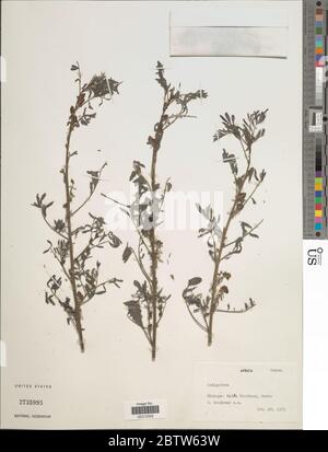 Indigofera sp Indigofera sp Stock Photo - Alamy