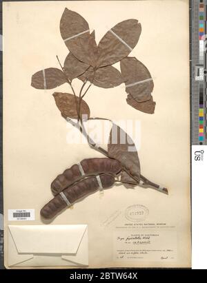 Inga punctata Willd Inga punctata Willd Stock Photo - Alamy