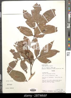 Inga punctata Willd Inga punctata Willd Stock Photo - Alamy