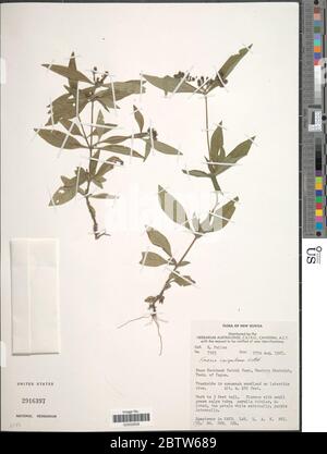 Knoxia corymbosa Willd Stock Photo - Alamy