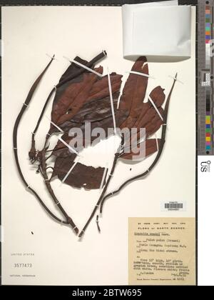 Kandelia candel L Druce Kandelia candel L Druce Stock Photo - Alamy