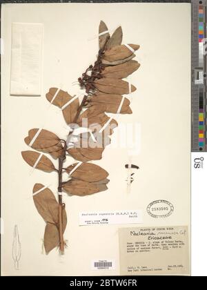 Macleania rupestris Kunth AC Sm Macleania rupestris Kunth AC Sm Stock ...