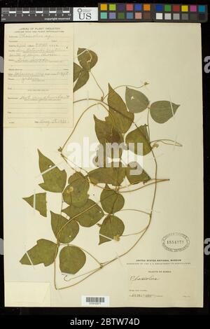 Phaseolus sp Phaseolus sp Stock Photo - Alamy