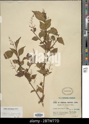 Premna microphylla Turcz Premna microphylla Turcz Stock Photo - Alamy