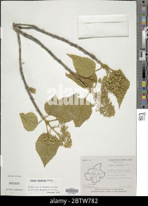 Premna tomentosa Premna tomentosa Stock Photo - Alamy