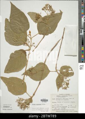 Premna tomentosa Premna tomentosa Stock Photo - Alamy