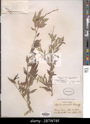 Populus mexicana Populus mexicana Stock Photo - Alamy