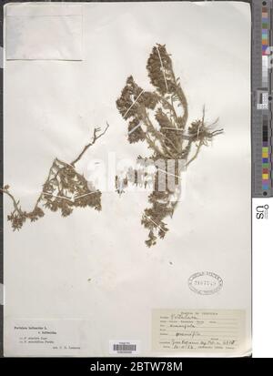 Portulaca halimoides L Portulaca halimoides L Stock Photo - Alamy