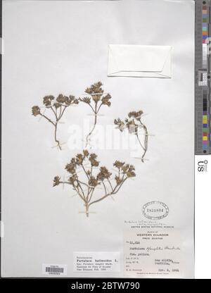 Portulaca halimoides L Stock Photo - Alamy