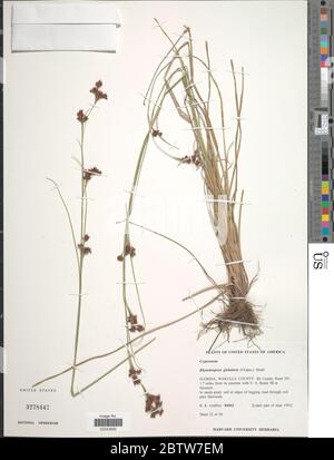 Rhynchospora globularis Rhynchospora globularis Stock Photo - Alamy