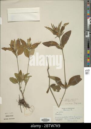 Ruellia sp Ruellia sp Stock Photo - Alamy