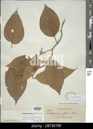 Callicarpa pentandra Roxb Callicarpa pentandra Roxb Stock Photo - Alamy