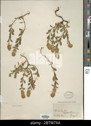 Sideritis sp Sideritis sp Stock Photo - Alamy