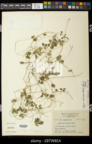 Vigna minima Roxb Ohwi H Ohashi Vigna minima Roxb Ohwi H Ohashi Stock ...