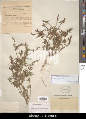 Verbena supina L Stock Photo - Alamy