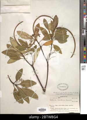 Alstonia sp Alstonia sp Stock Photo - Alamy