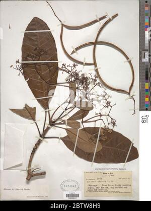 Alstonia sp Alstonia sp Stock Photo - Alamy