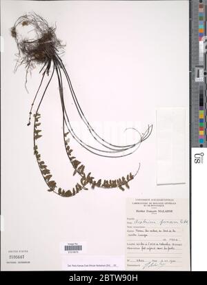 Asplenium formosum Willd Asplenium formosum Willd Stock Photo - Alamy