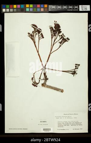 Bernoullia flammea Bernoullia flammea Stock Photo - Alamy