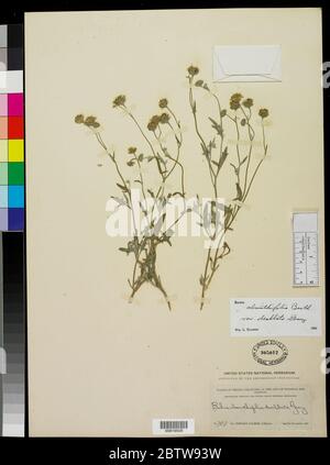 Bahia absinthifolia var dealbata A Gray Bahia absinthifolia var ...