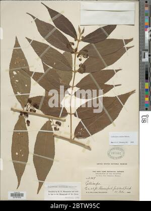 Callicarpa caudata Callicarpa caudata Stock Photo - Alamy