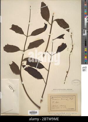 Canarium asperum Benth Canarium asperum Benth Stock Photo - Alamy