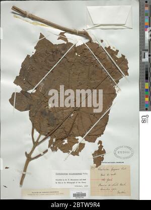 Clerodendrum colebrookianum Clerodendrum colebrookianum Stock Photo - Alamy