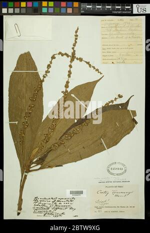 Croton cuneatus Klotzsch Croton cuneatus Klotzsch Stock Photo - Alamy