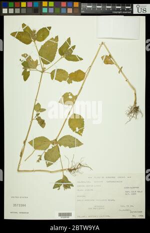 Croton hirtus LHr Croton hirtus LHr Stock Photo - Alamy