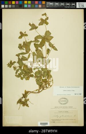 Croton hirtus LHr Croton hirtus LHr Stock Photo - Alamy