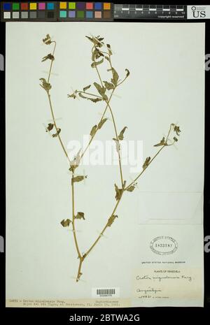 Croton trinitatis Millsp Croton trinitatis Millsp Stock Photo - Alamy