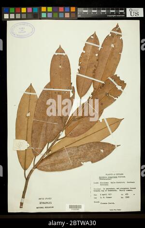 Cullenia rosayroana Cullenia rosayroana Stock Photo - Alamy