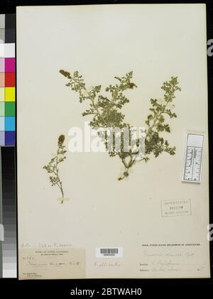 Franseria dumosa A Gray Franseria dumosa A Gray Stock Photo - Alamy