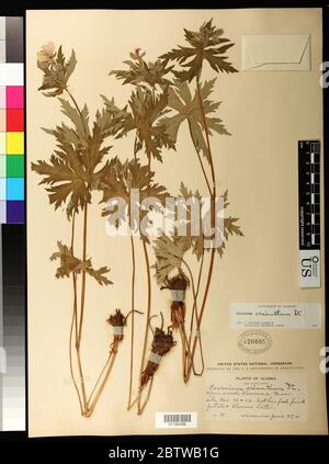 Geranium erianthum DC Geranium erianthum DC Stock Photo - Alamy