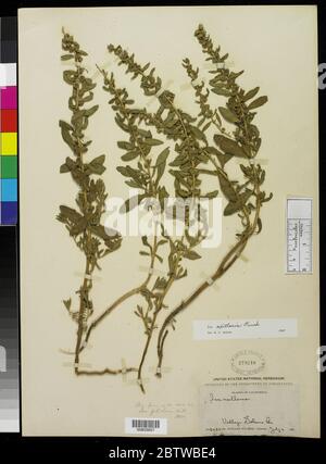 Iva axillaris Pursh Iva axillaris Pursh Stock Photo - Alamy