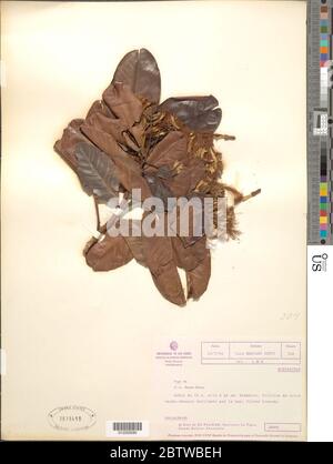 Inga sp Inga sp Stock Photo - Alamy