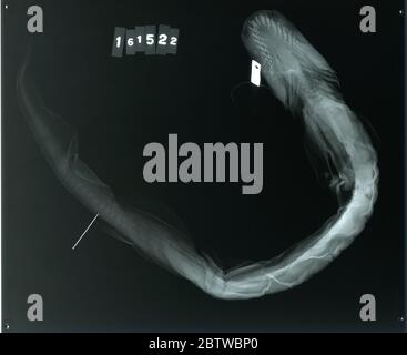 Frilled shark (Chlamydoselachus anguineus) specimen with mouth open ...