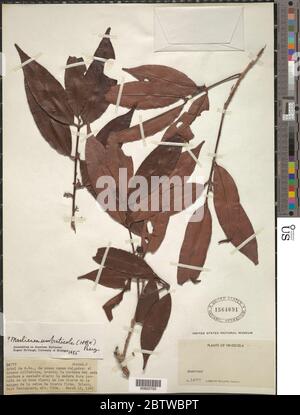 Marlierea umbraticola Kunth O Berg Marlierea umbraticola Kunth O Berg ...