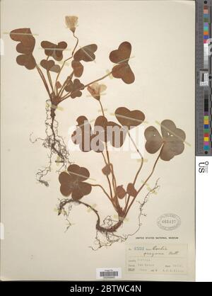 Oxalis oregana Nutt Oxalis oregana Nutt Stock Photo - Alamy