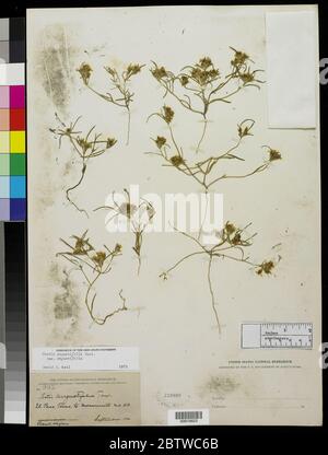 Pectis angustifolia Torr Pectis angustifolia Torr Stock Photo - Alamy