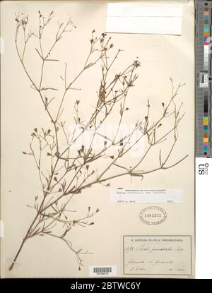 Pectis linifolia L Stock Photo - Alamy