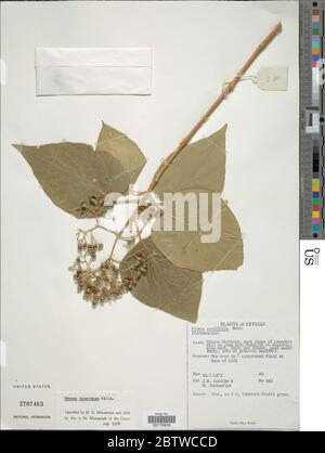 Premna tomentosa Premna tomentosa Stock Photo - Alamy